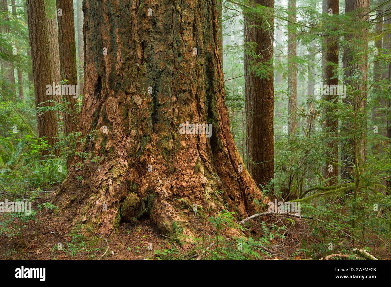 Coast redwood along Oregon Redwoods Interpretive Trail, Siskiyou ...
