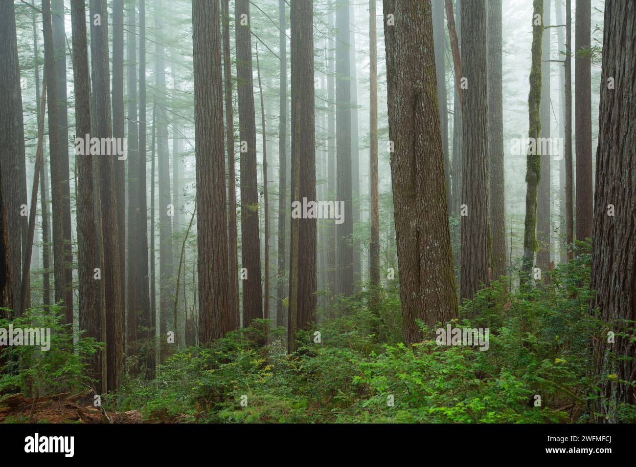 Forest along Oregon Redwoods Interpretive Trail, Siskiyou National ...