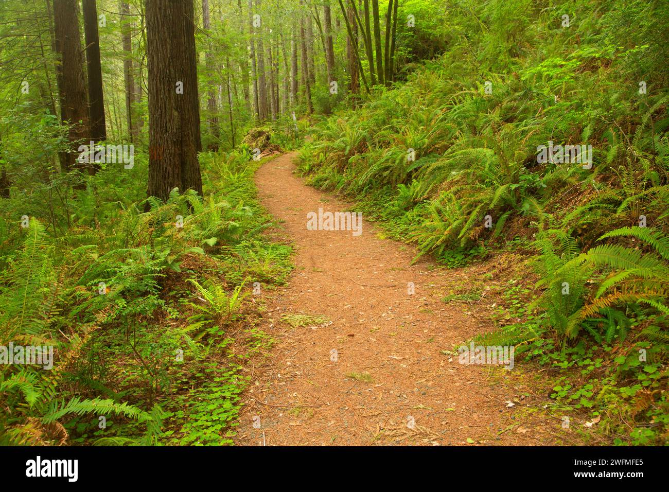 Oregon Redwoods Interpretive Trail, Siskiyou National Forest, Oregon ...