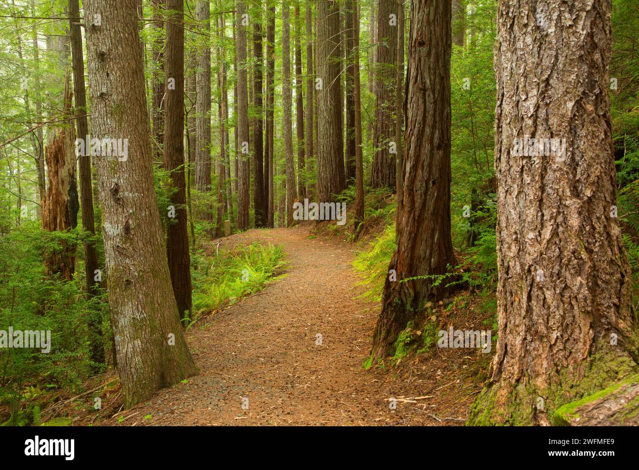 Oregon Redwoods Interpretive Trail, Siskiyou National Forest, Oregon ...