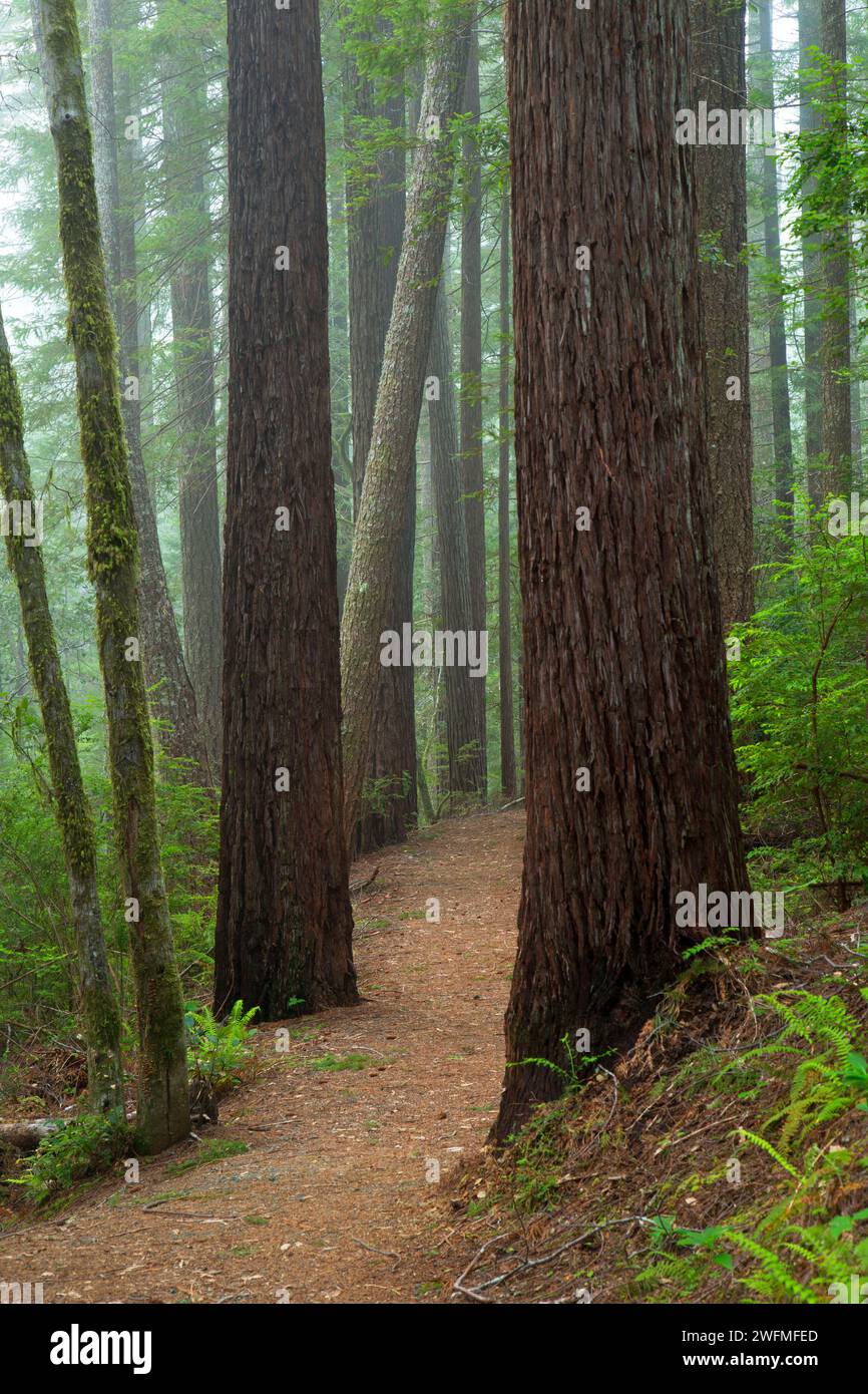 Oregon Redwoods Interpretive Trail, Siskiyou National Forest, Oregon ...