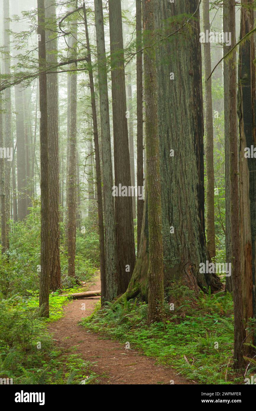 Oregon Redwoods Interpretive Trail, Siskiyou National Forest, Oregon ...