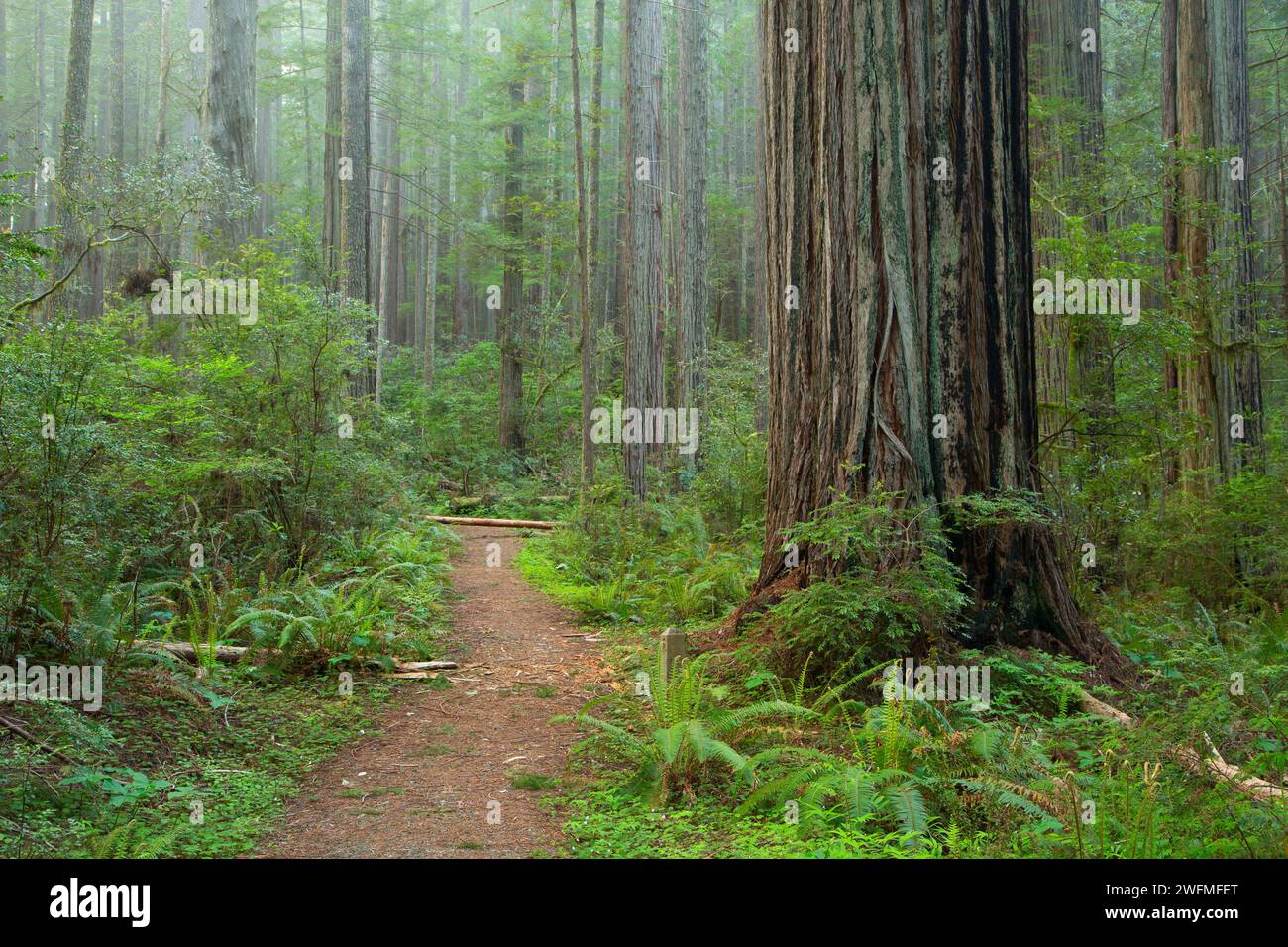 Oregon Redwoods Interpretive Trail, Siskiyou National Forest, Oregon ...