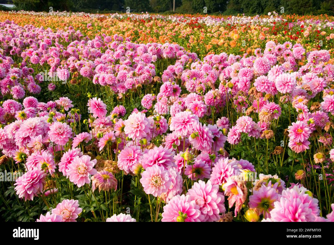 Dahlia field with Heather Feather dahlia, Swan Island Dahlias ...
