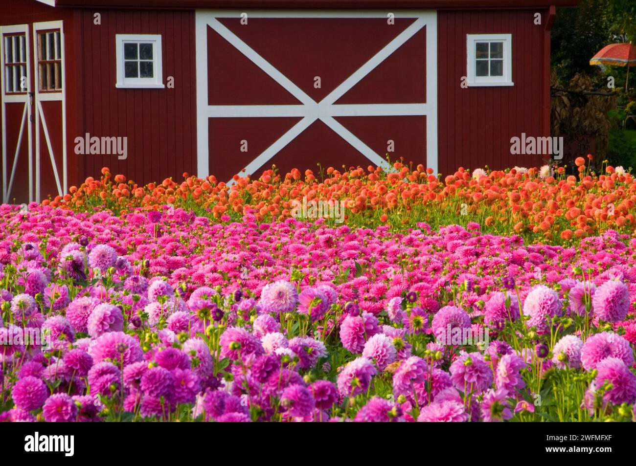 Dahlia field with barn, Swan Island Dahlias, Clackamas County, Oregon ...