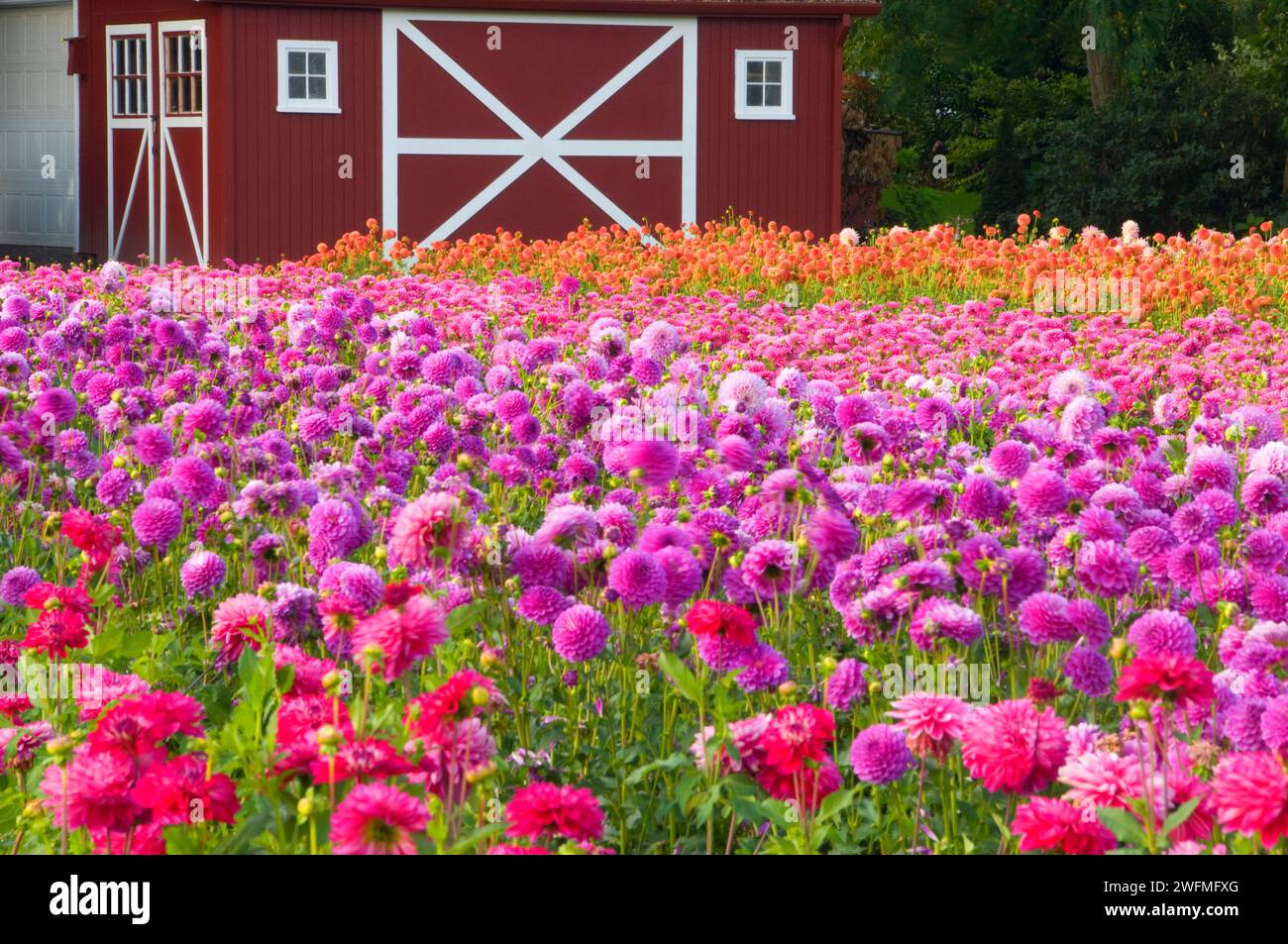 Dahlia field with barn, Swan Island Dahlias, Clackamas County, Oregon ...