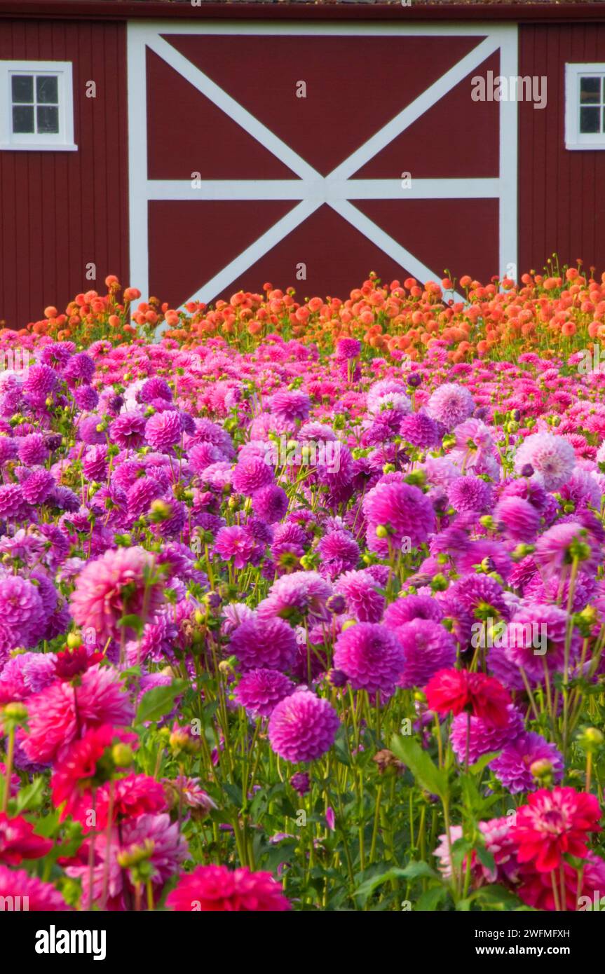 Dahlia field with barn, Swan Island Dahlias, Clackamas County, Oregon ...