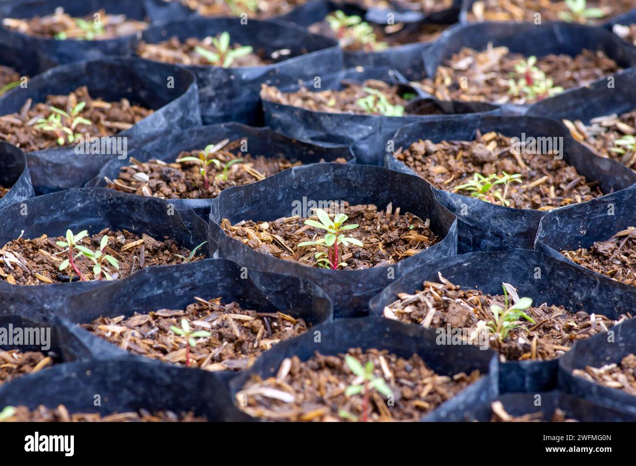 Cajuput (Melaleuca cajuputi) seedlings in the polybag in the nursery ...