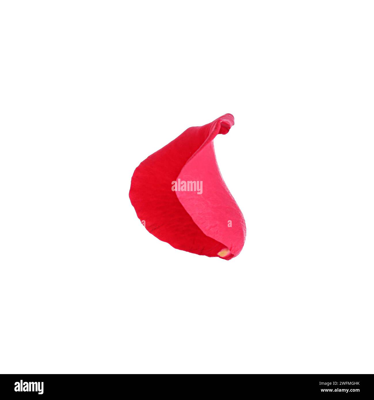 Red rose petal Cut Out Stock Images & Pictures - Alamy