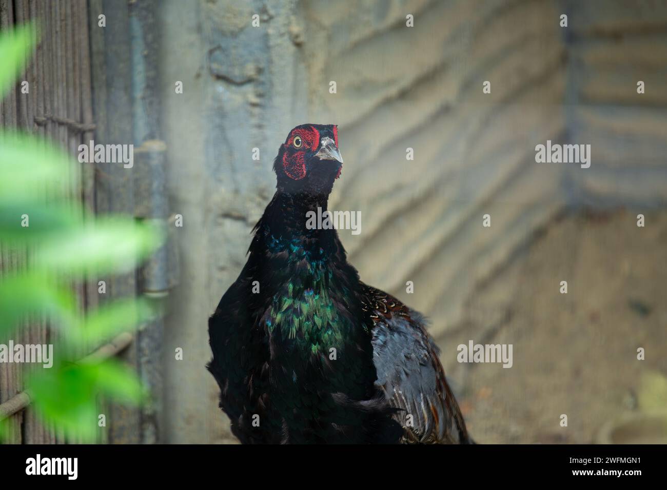 Distinctive neck ring hi-res stock photography and images - Alamy