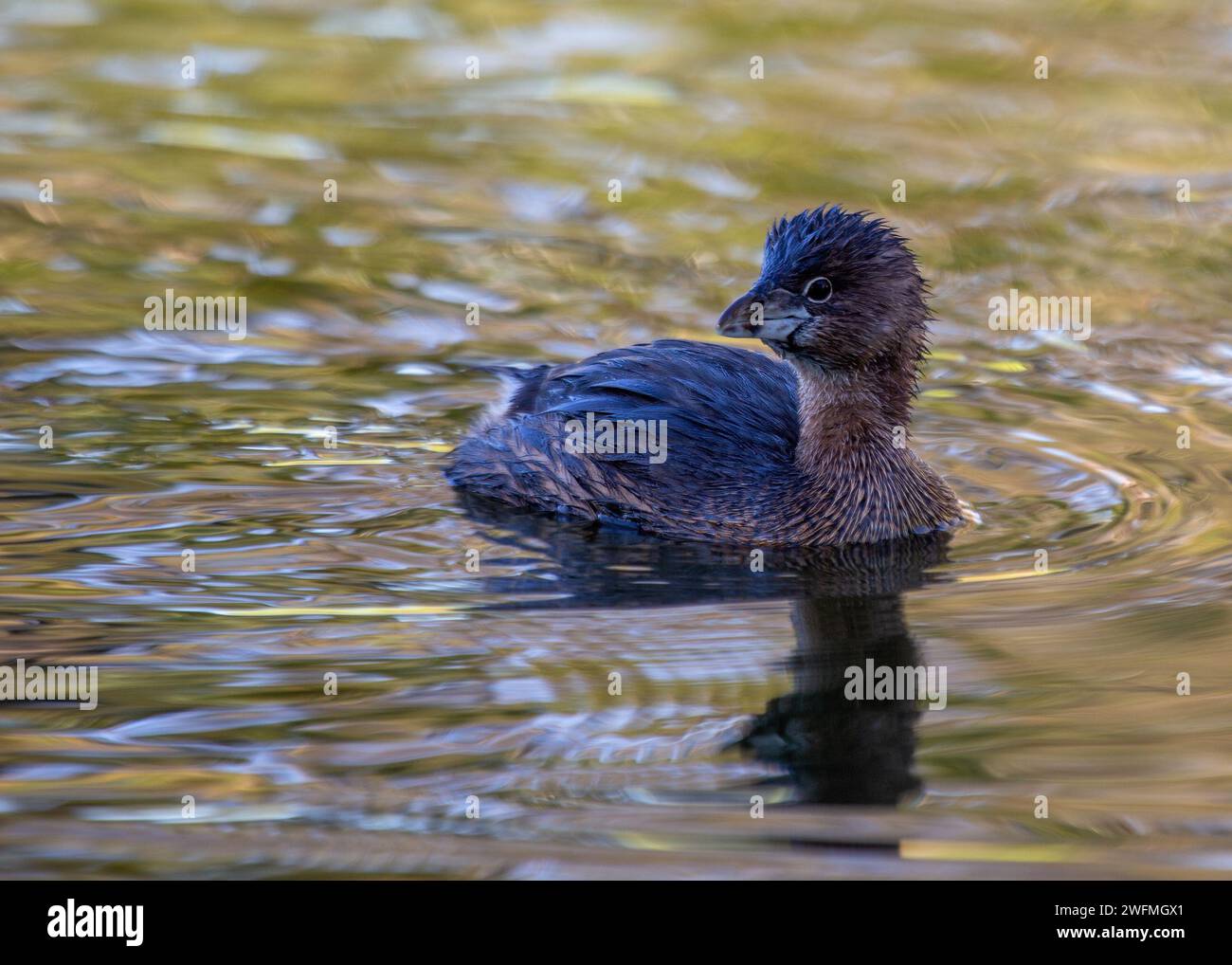Charming Pied-billed Grebe, Podilymbus podiceps, gliding gracefully ...