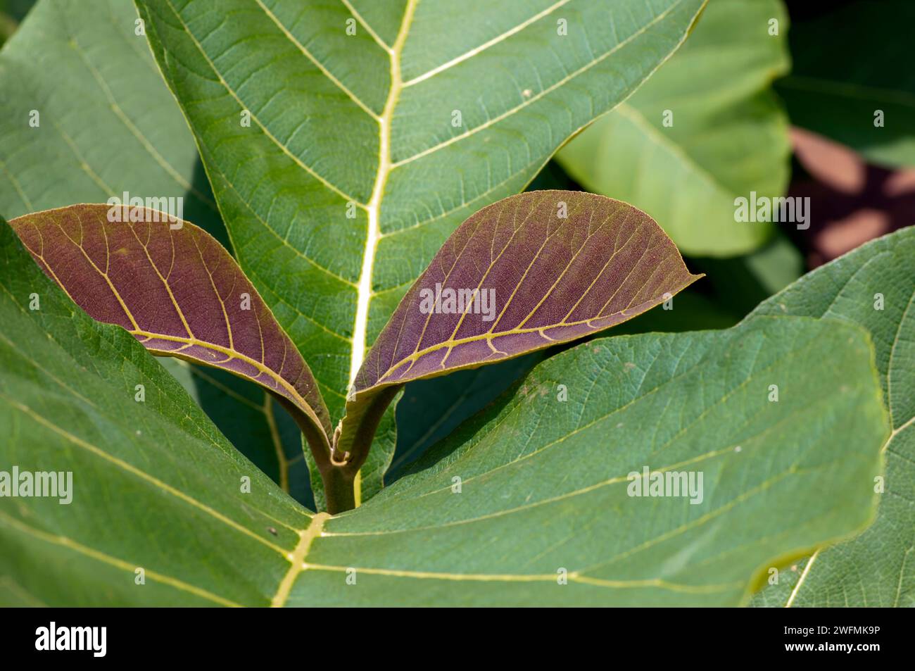 Teak plants seedling (Tectona grandis) with colorful leaves in the ...