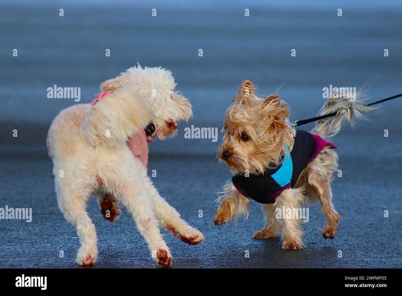 Two dogs play together while their owners were engaged in deep ...