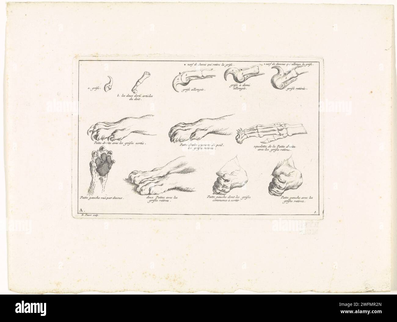Anatomy explanation hi-res stock photography and images - Alamy