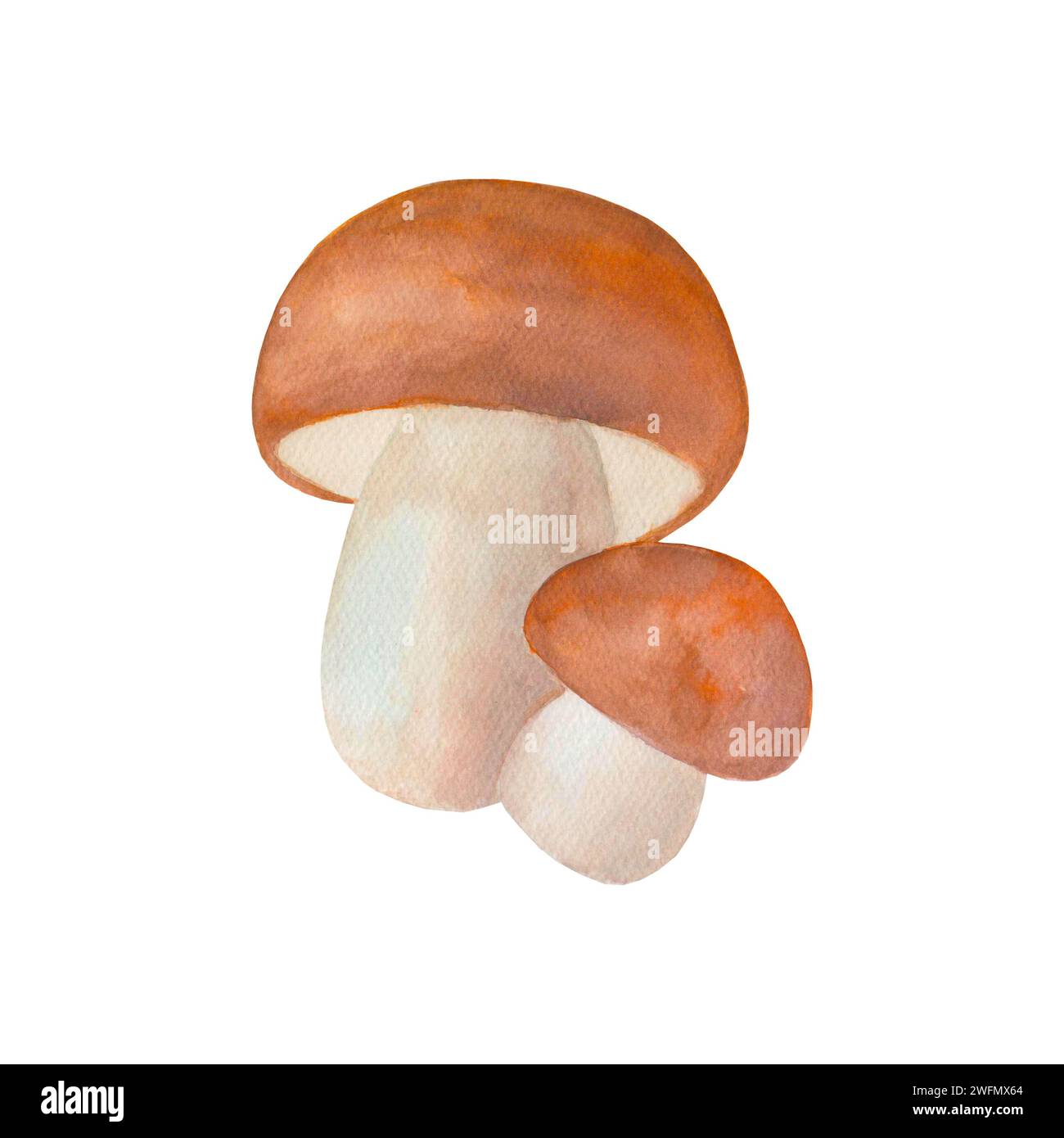 Watercolor hand drawn boletus edulis mushroom isolated on white ...