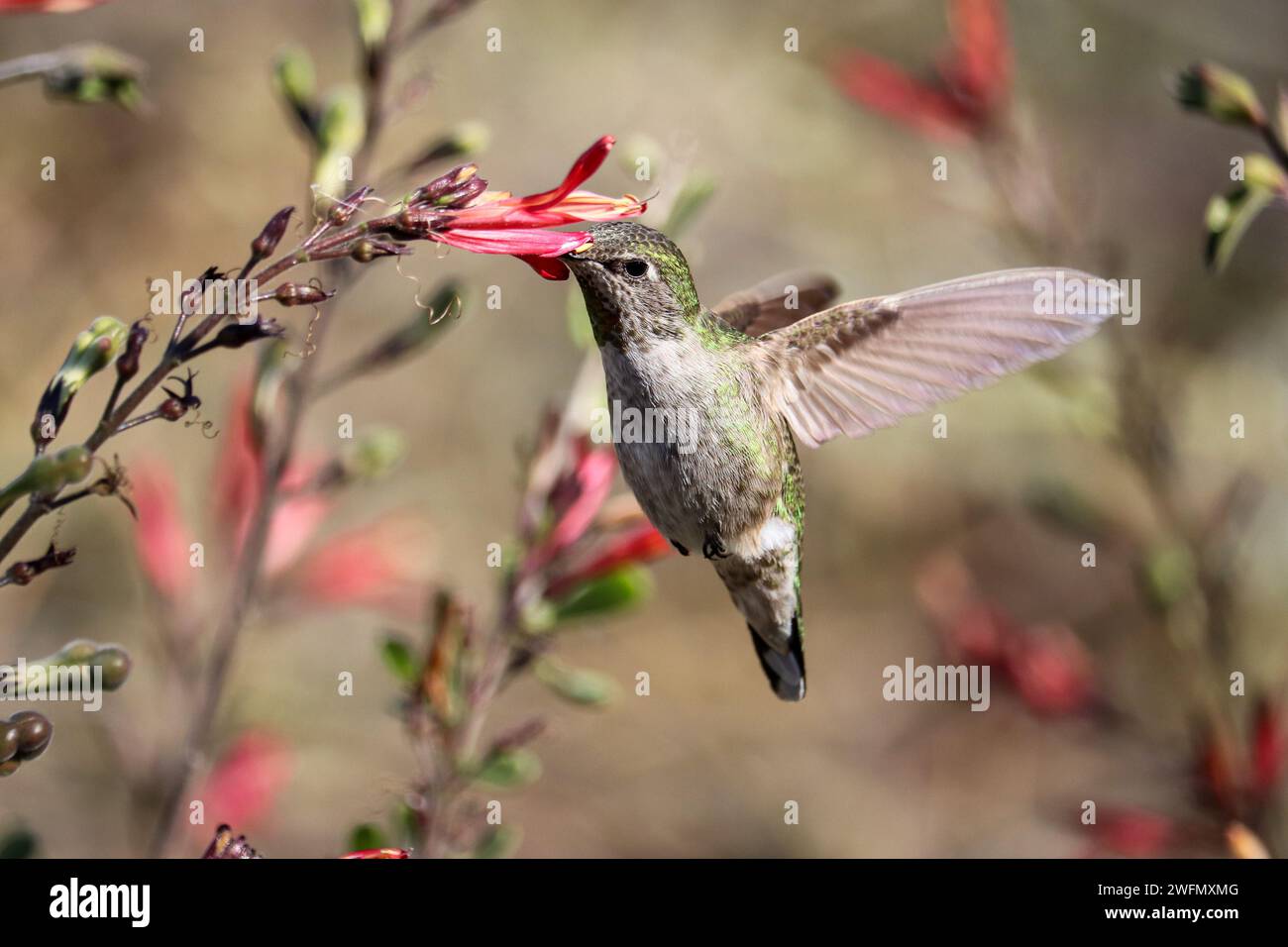 Female anna's hummingbird hi-res stock photography and images - Alamy