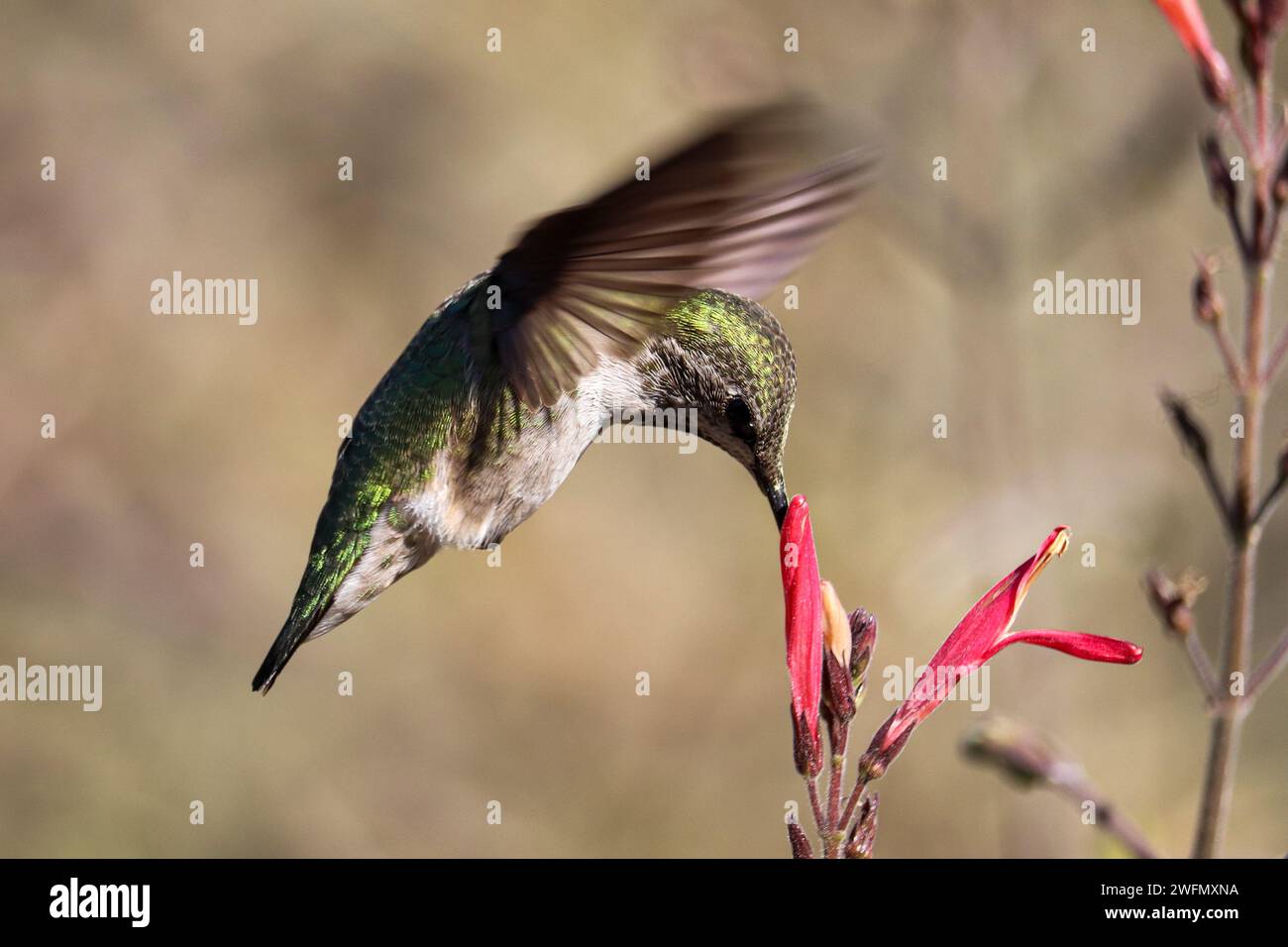 Female anna's hummingbird hi-res stock photography and images - Alamy