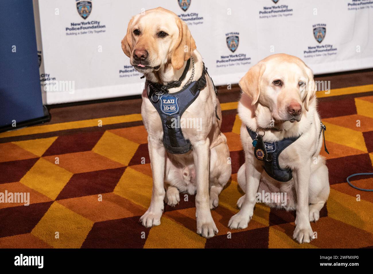 New York, New York, USA. 31st Jan, 2024. K9 dogs Piper and Jenny attend ...