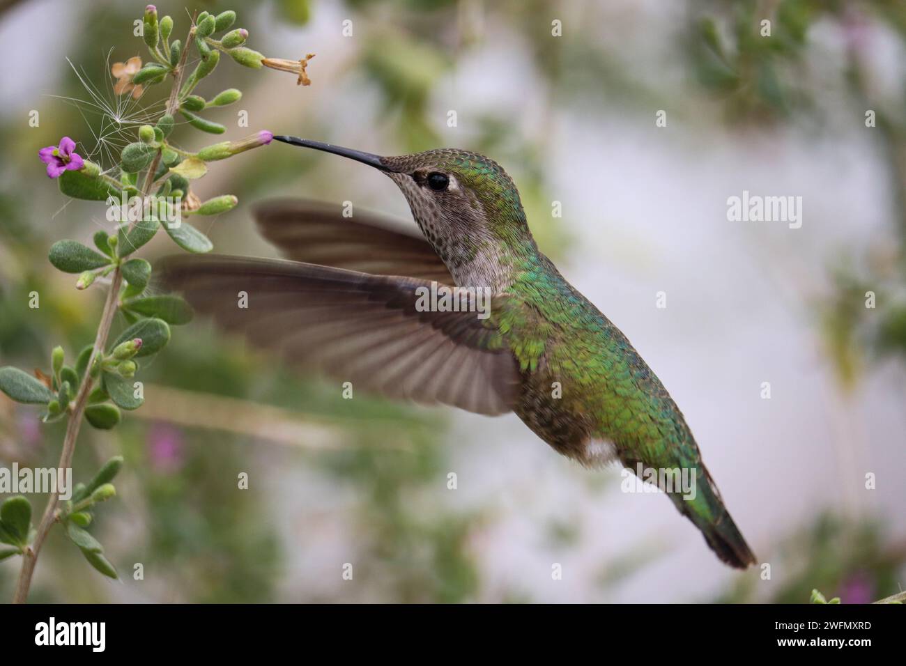 Female anna hummingbird hi-res stock photography and images - Alamy