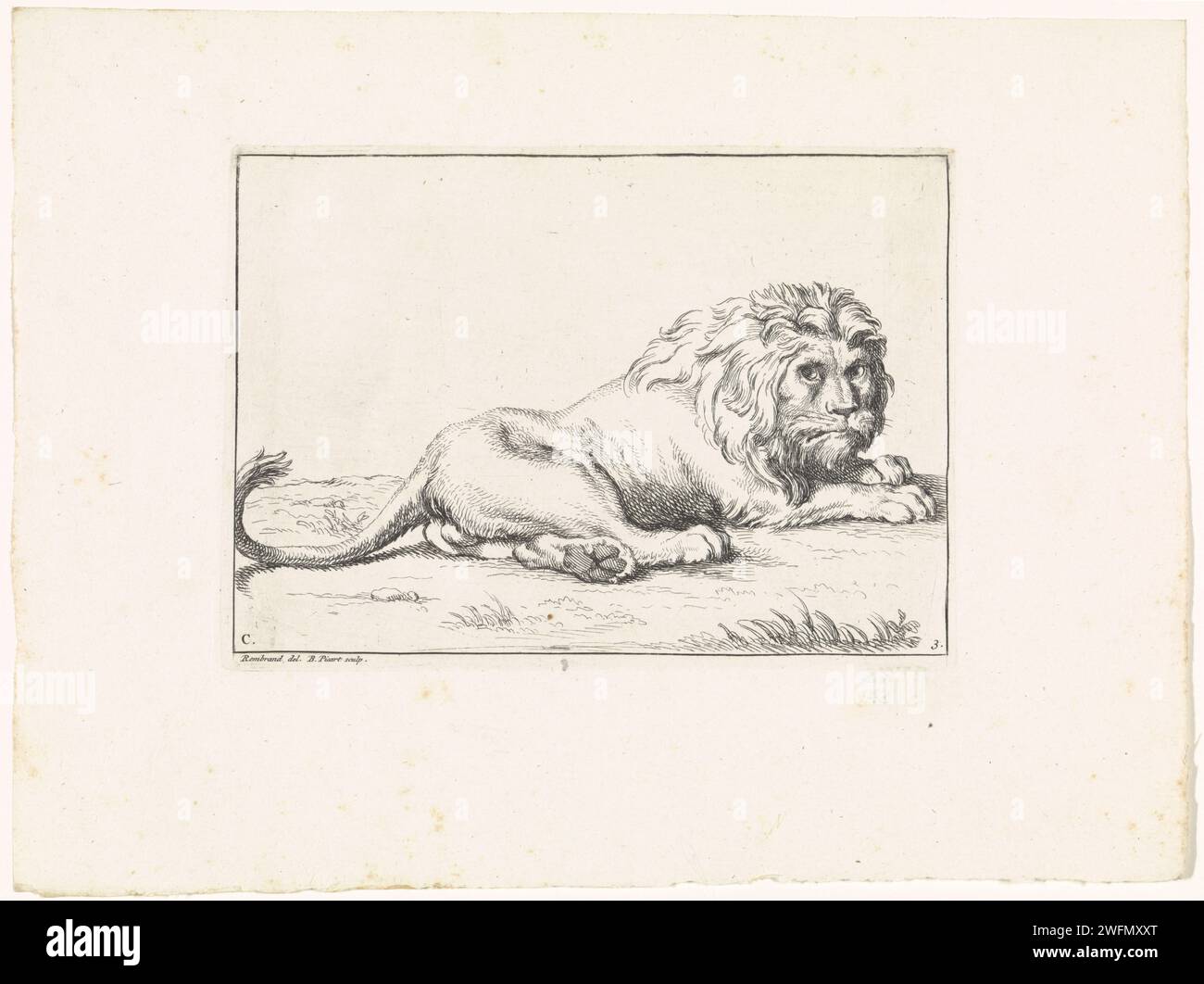 Lion on the grass, Bernard Picart, After Rembrandt van Rijn, 1729 print ...