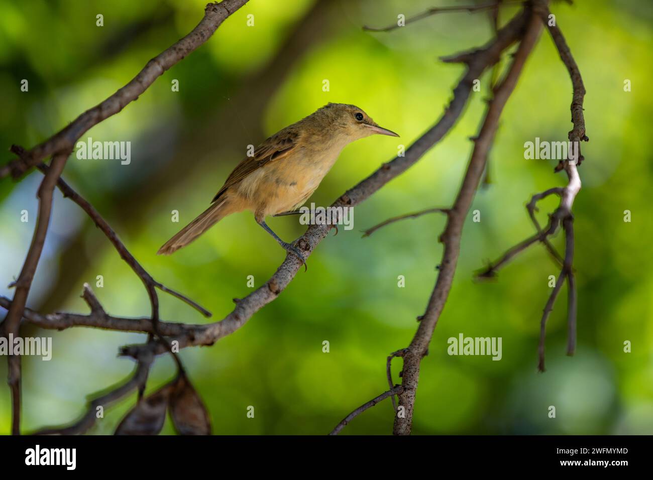 The Pitcairn reed warbler Stock Photo - Alamy