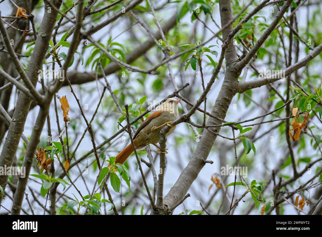 Creamy crested spinetail cranioleuca albicapilla hi-res stock ...