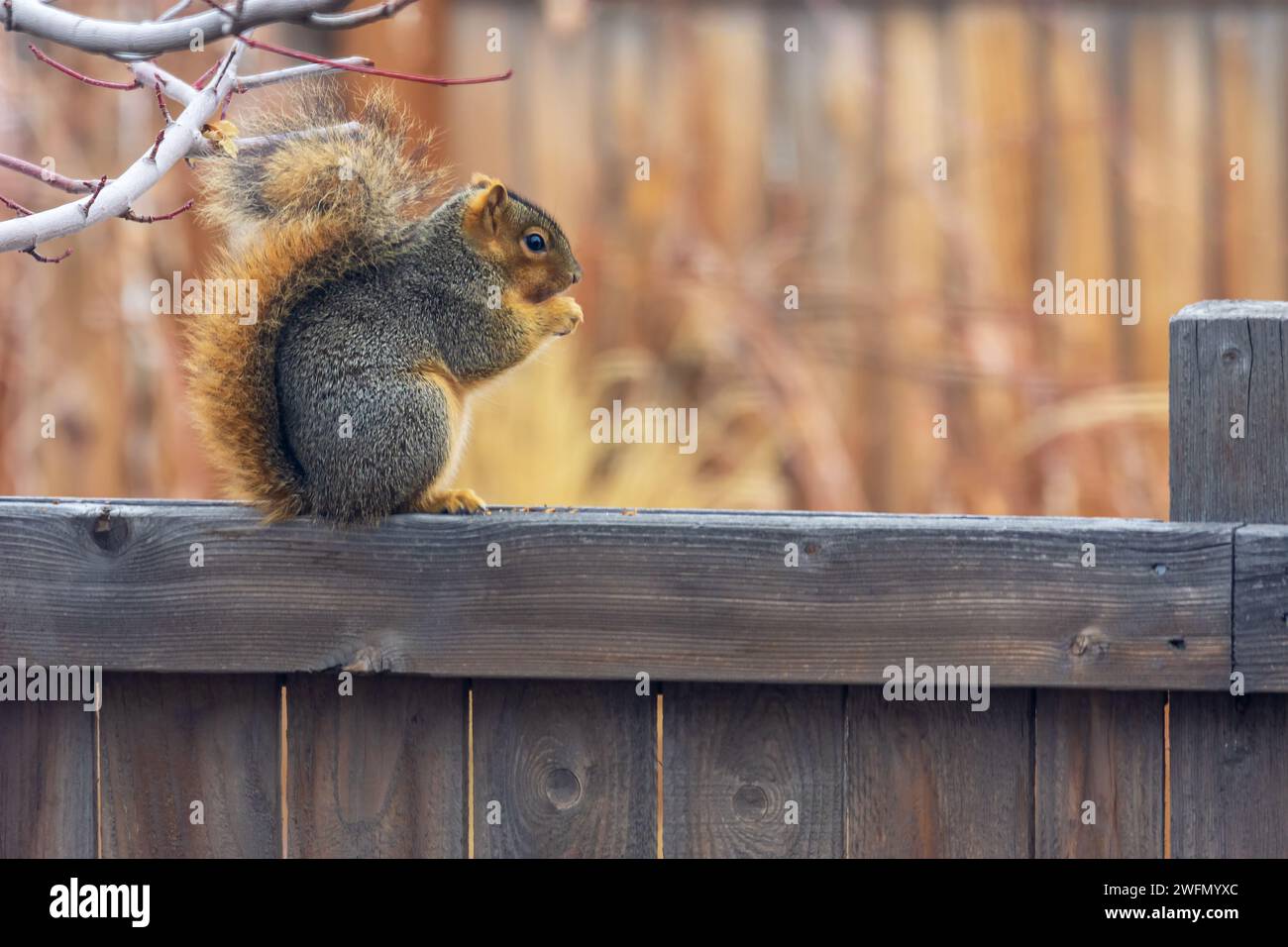 Nut gathering animals hi-res stock photography and images - Alamy