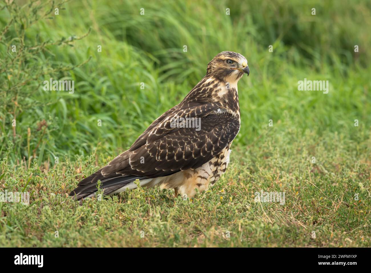 Hawks hunting grasshoppers hi-res stock photography and images - Alamy