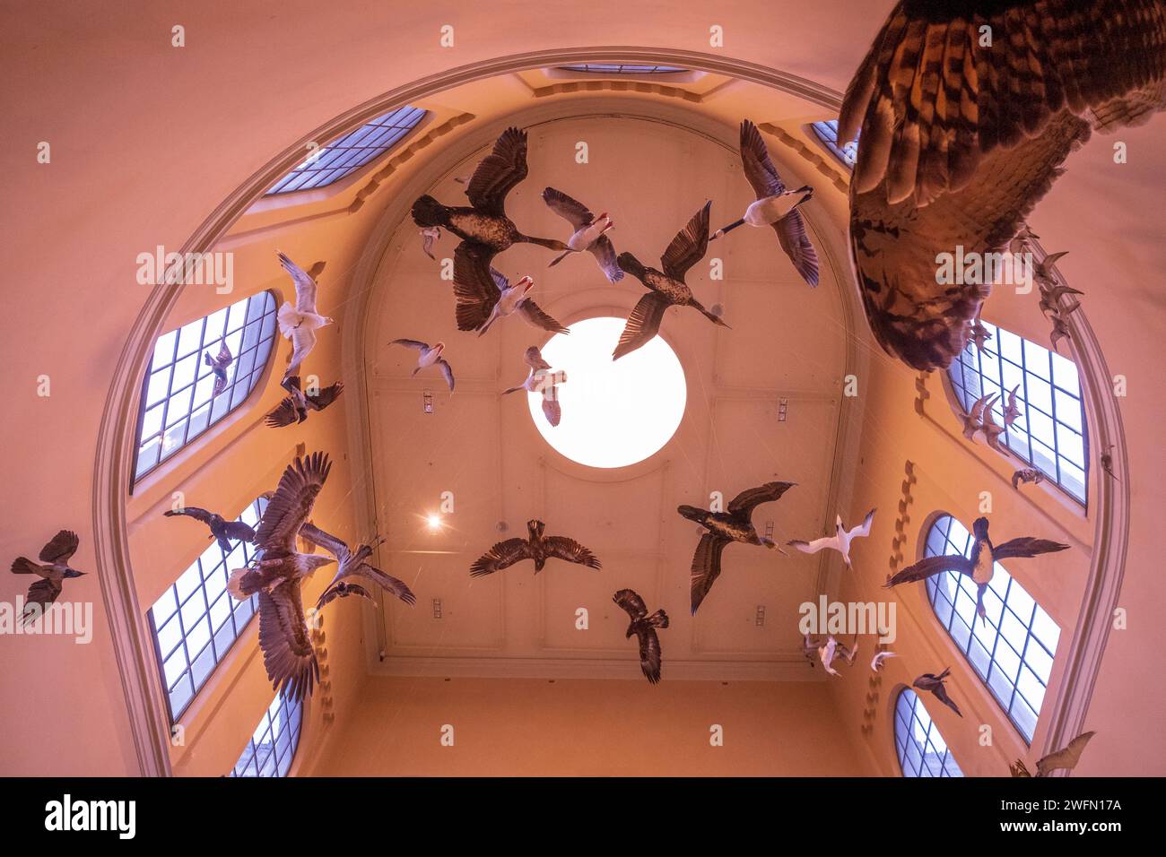 Wildlife displays at the University Museum in Bergen, Norway Stock ...