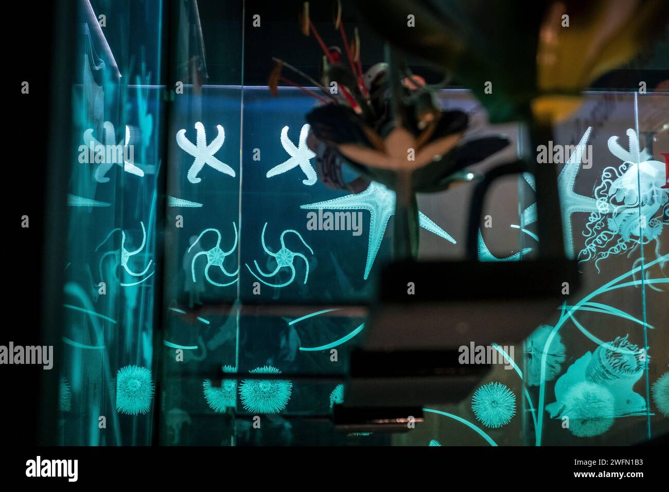 Wildlife displays at the University Museum in Bergen, Norway Stock ...