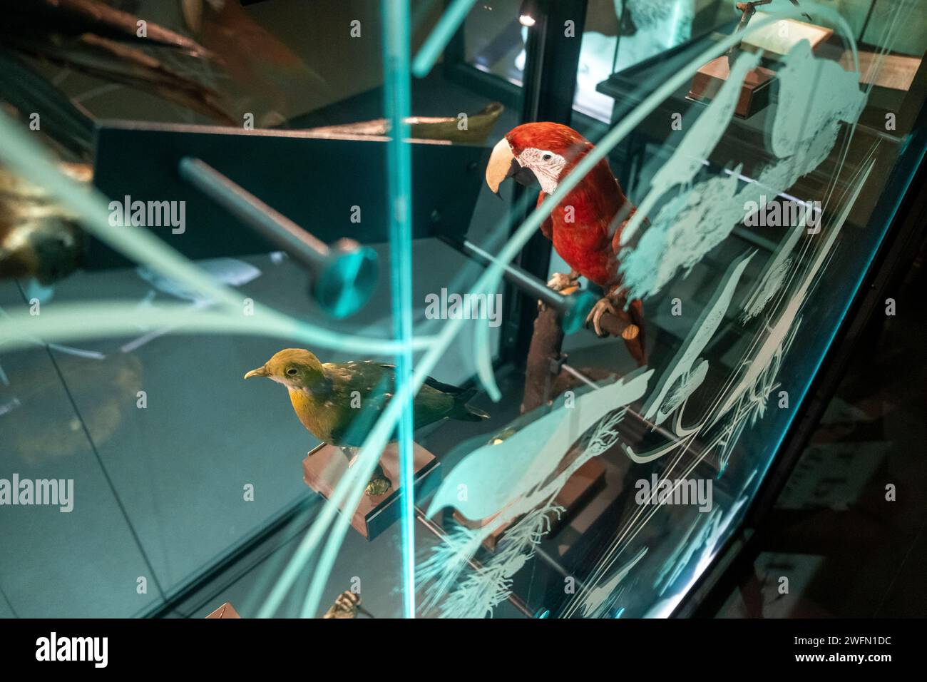 Wildlife displays at the University Museum in Bergen, Norway Stock ...