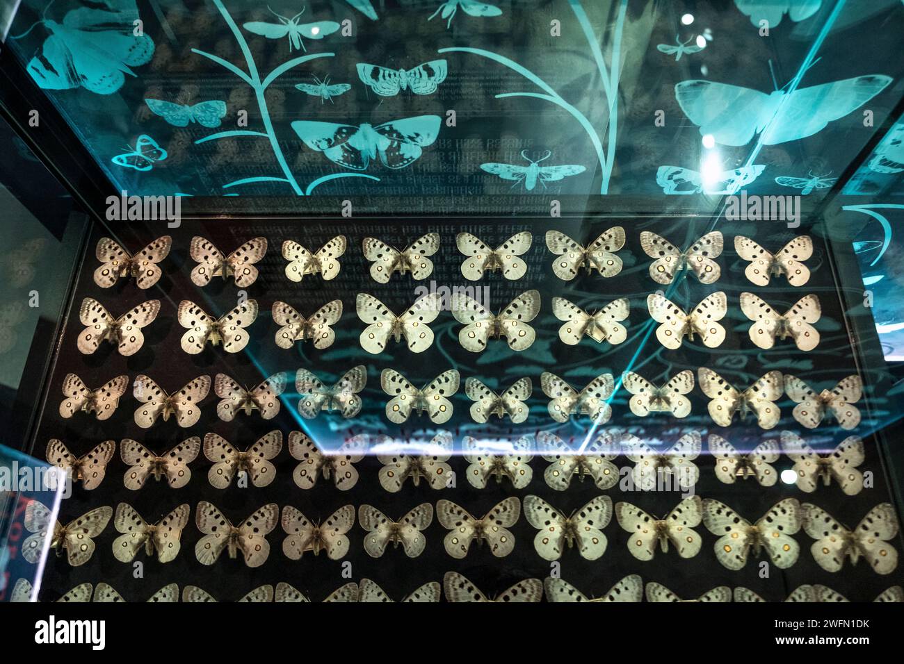 Wildlife displays at the University Museum in Bergen, Norway Stock ...