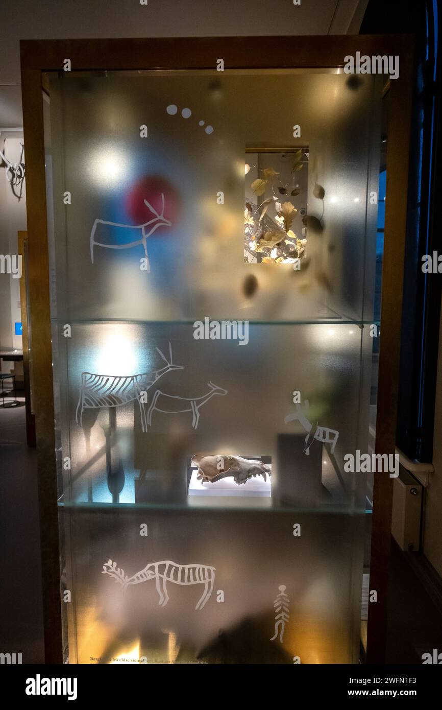 Wildlife displays at the University Museum in Bergen, Norway Stock ...