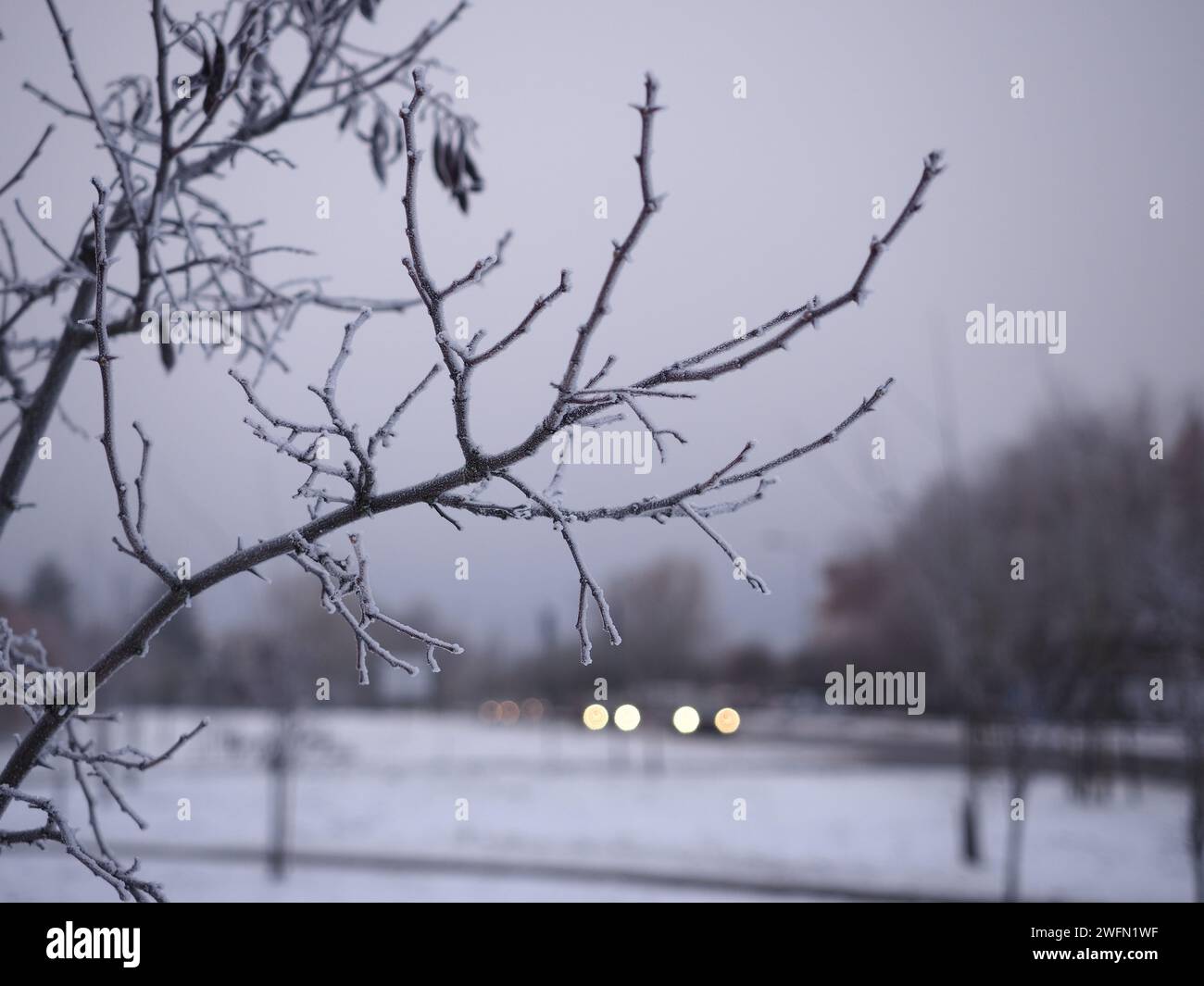 A tree in the sidewalk on a freezing day with frost and the ligths from ...