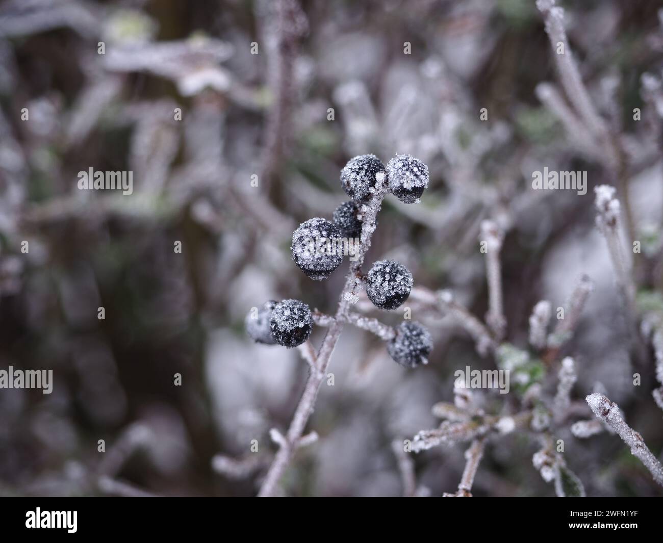 Winter frozen berries in hi-res stock photography and images - Alamy