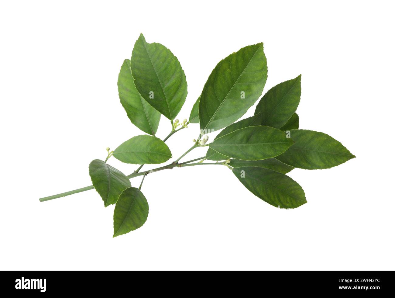 Fresh branch with green citrus leaves isolated on white Stock Photo - Alamy