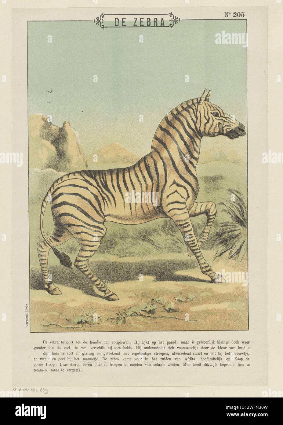 De zebra, 1894 - 1959 print Leaf with a large representation of a zebra ...