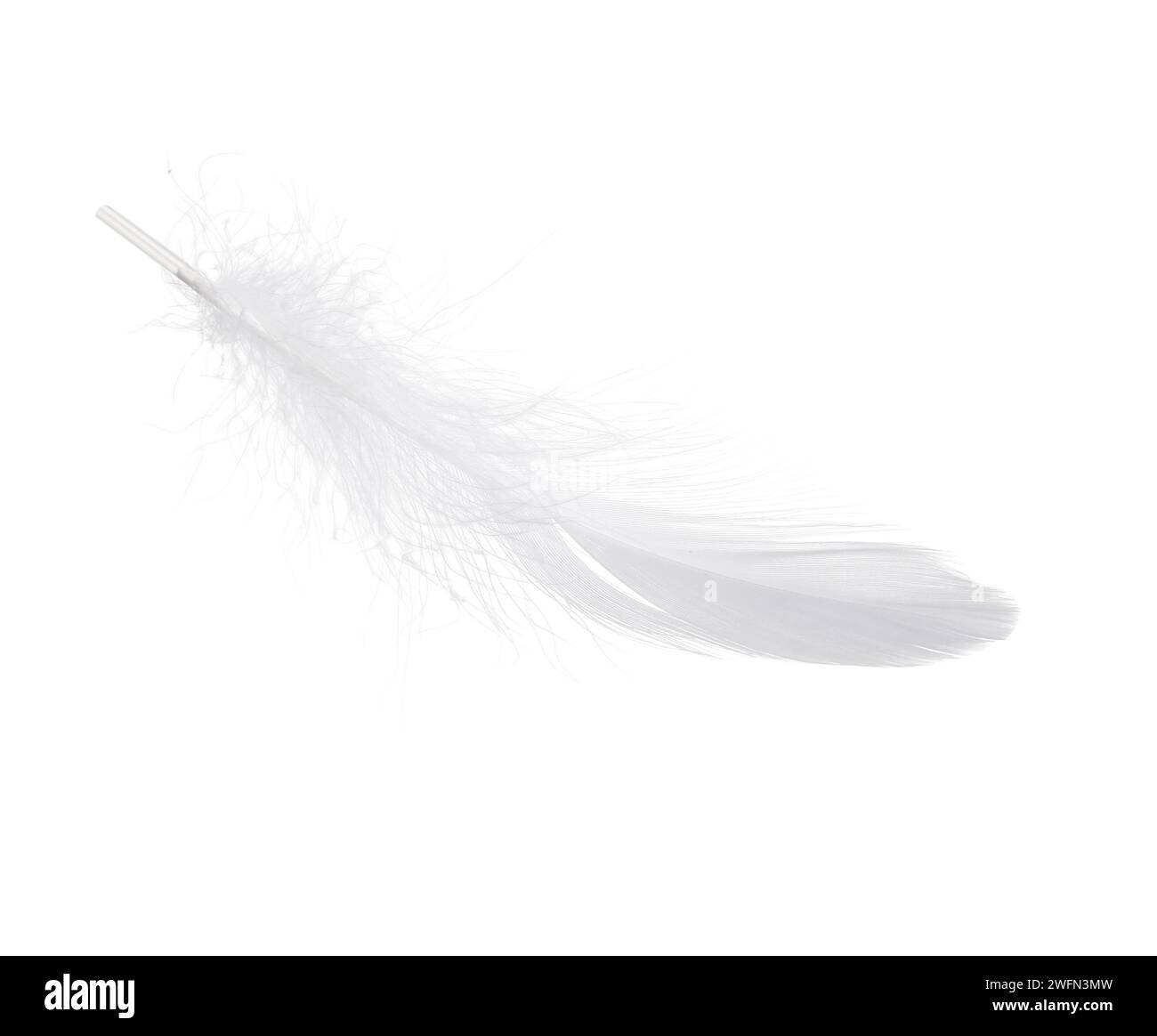 Beautiful fluffy bird feather isolated on white Stock Photo - Alamy