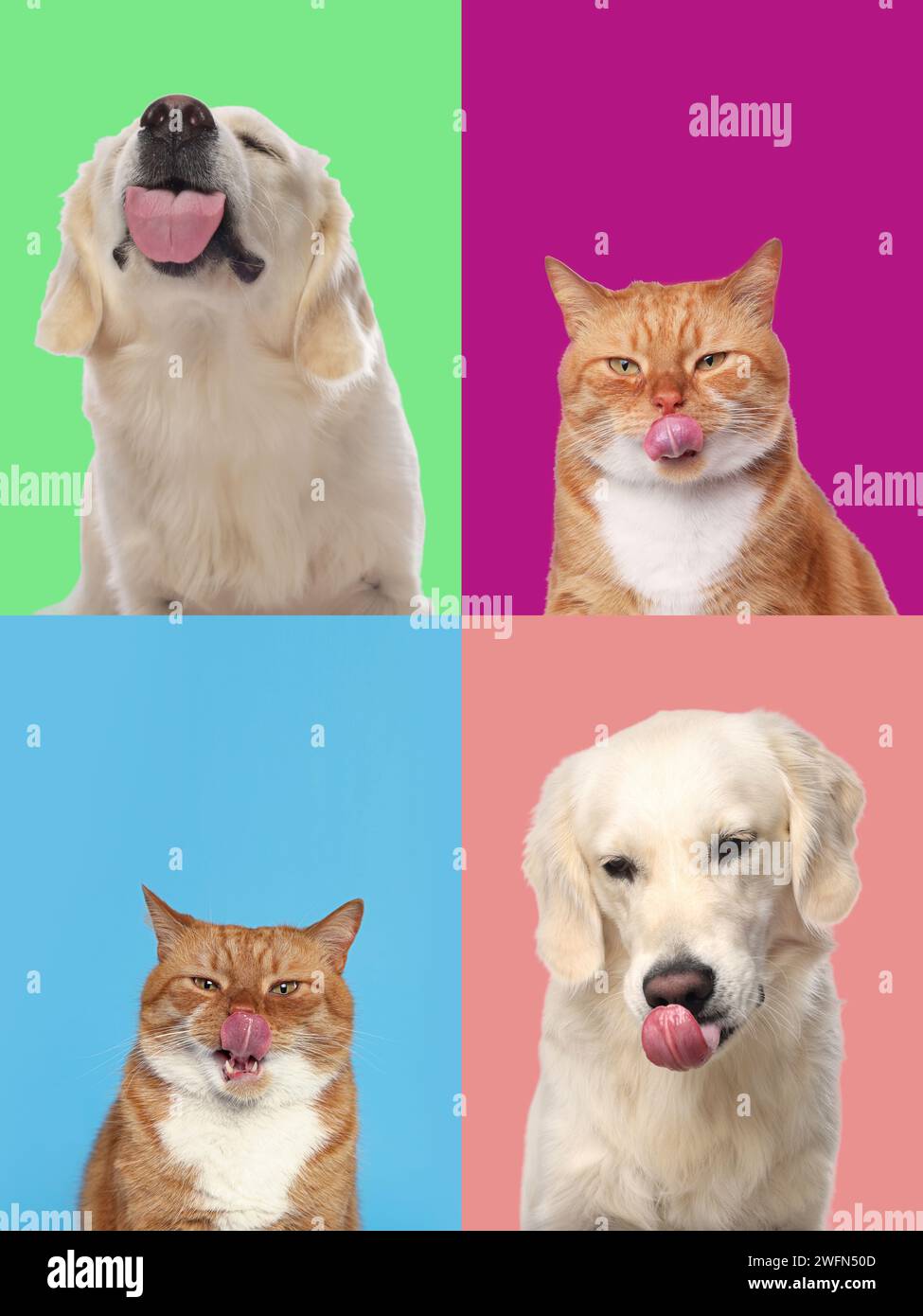 Cute Labrador Retriever and cat showing tongues, collection of photos ...