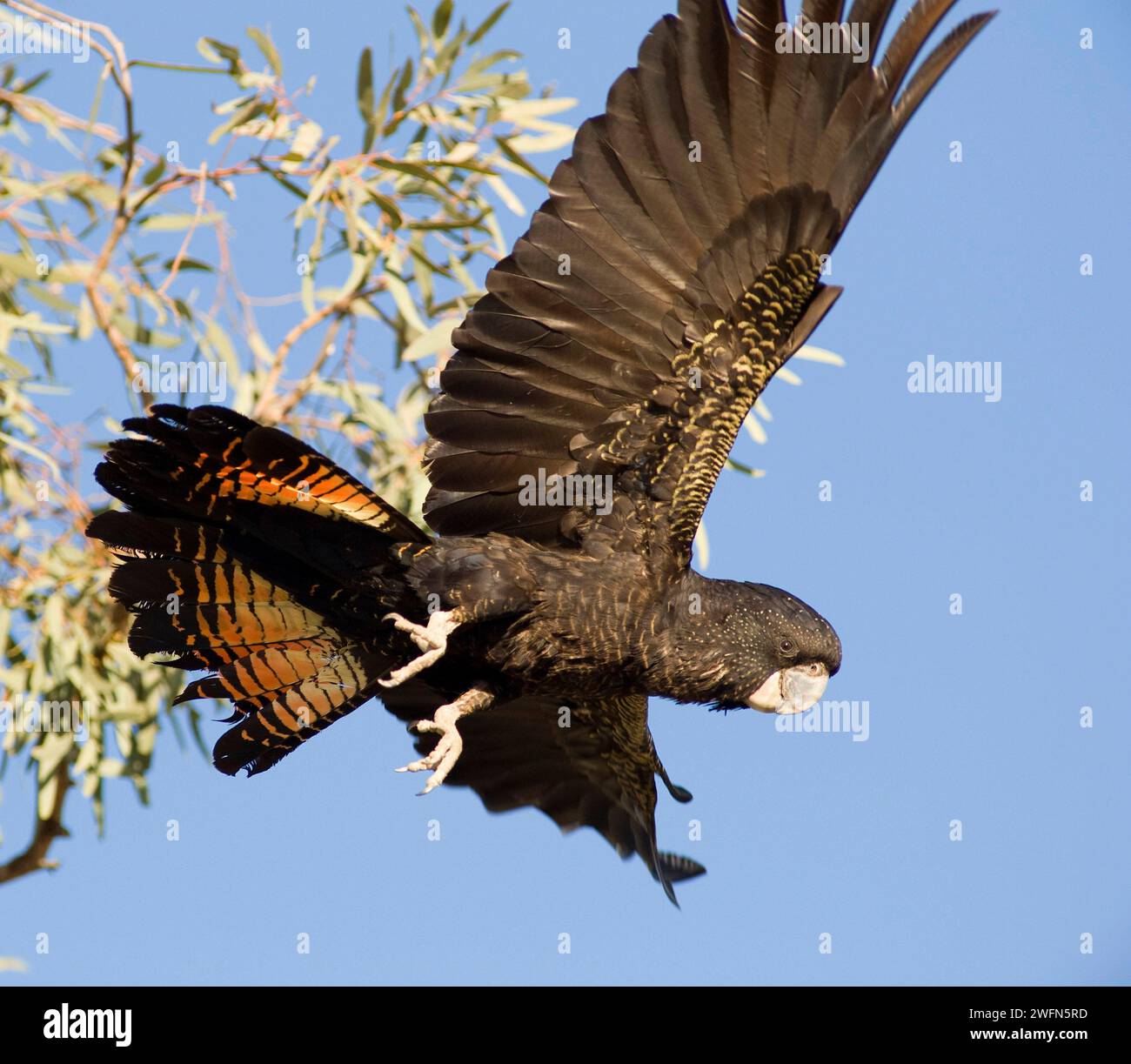 Red tailed black cockatoo near the Darling river in outback New South ...