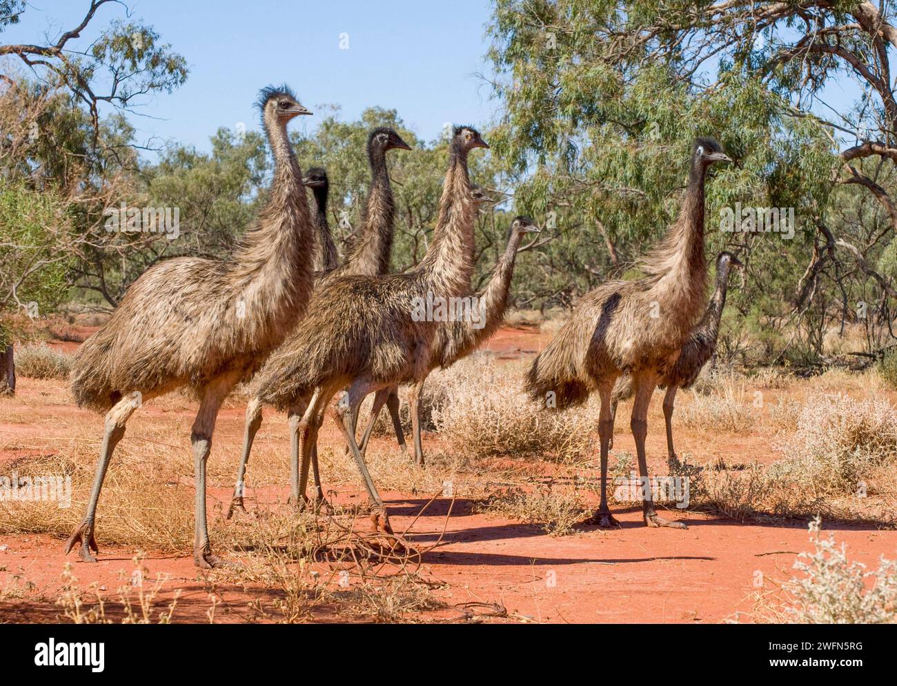 A flock of Emus in the far outback of Queensland, Australia Stock Photo ...