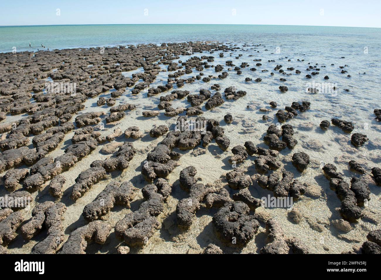 The earliest known life forms on Earth, stromatolites marine formations ...