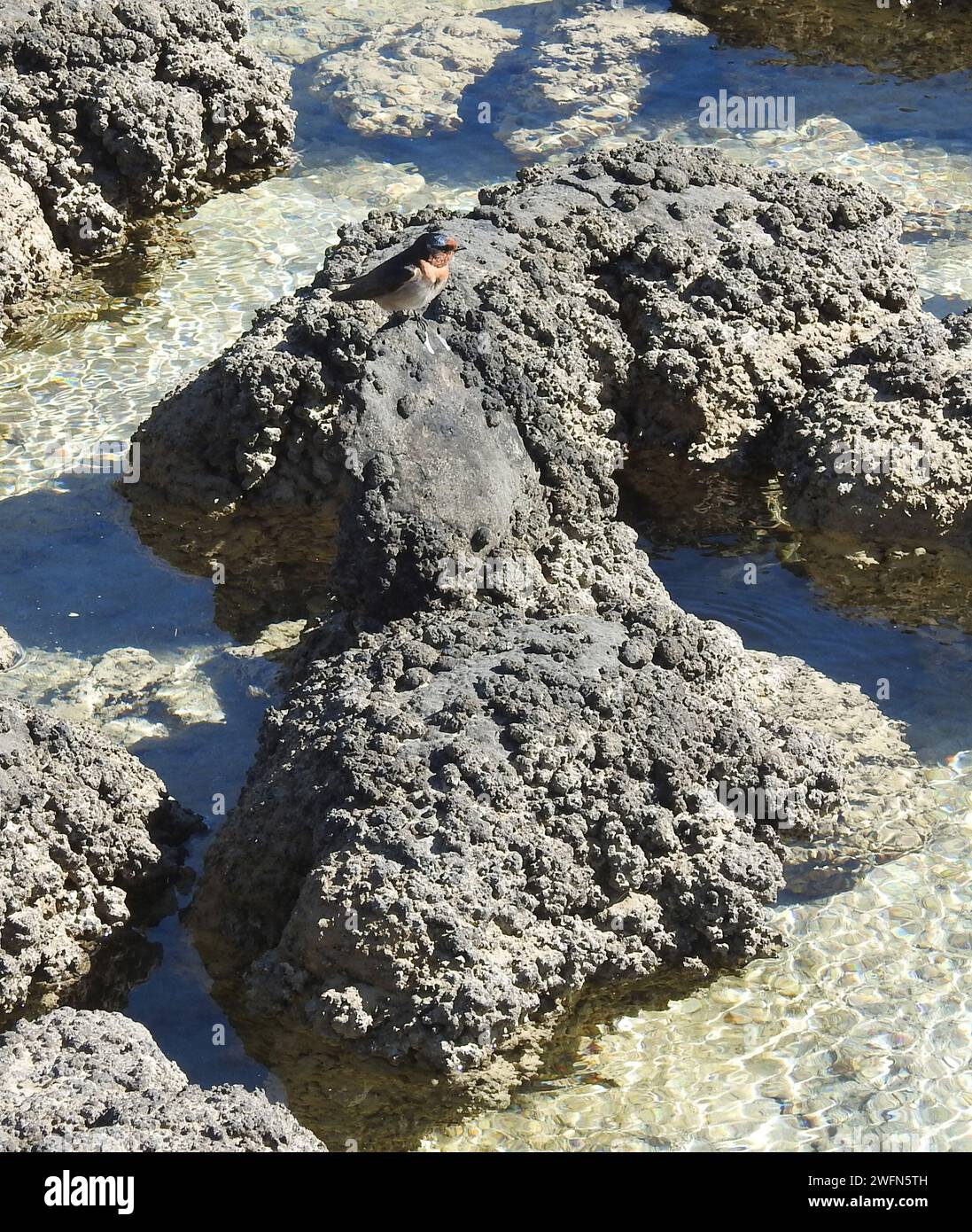 Stromatolites in western australia hi-res stock photography and images ...