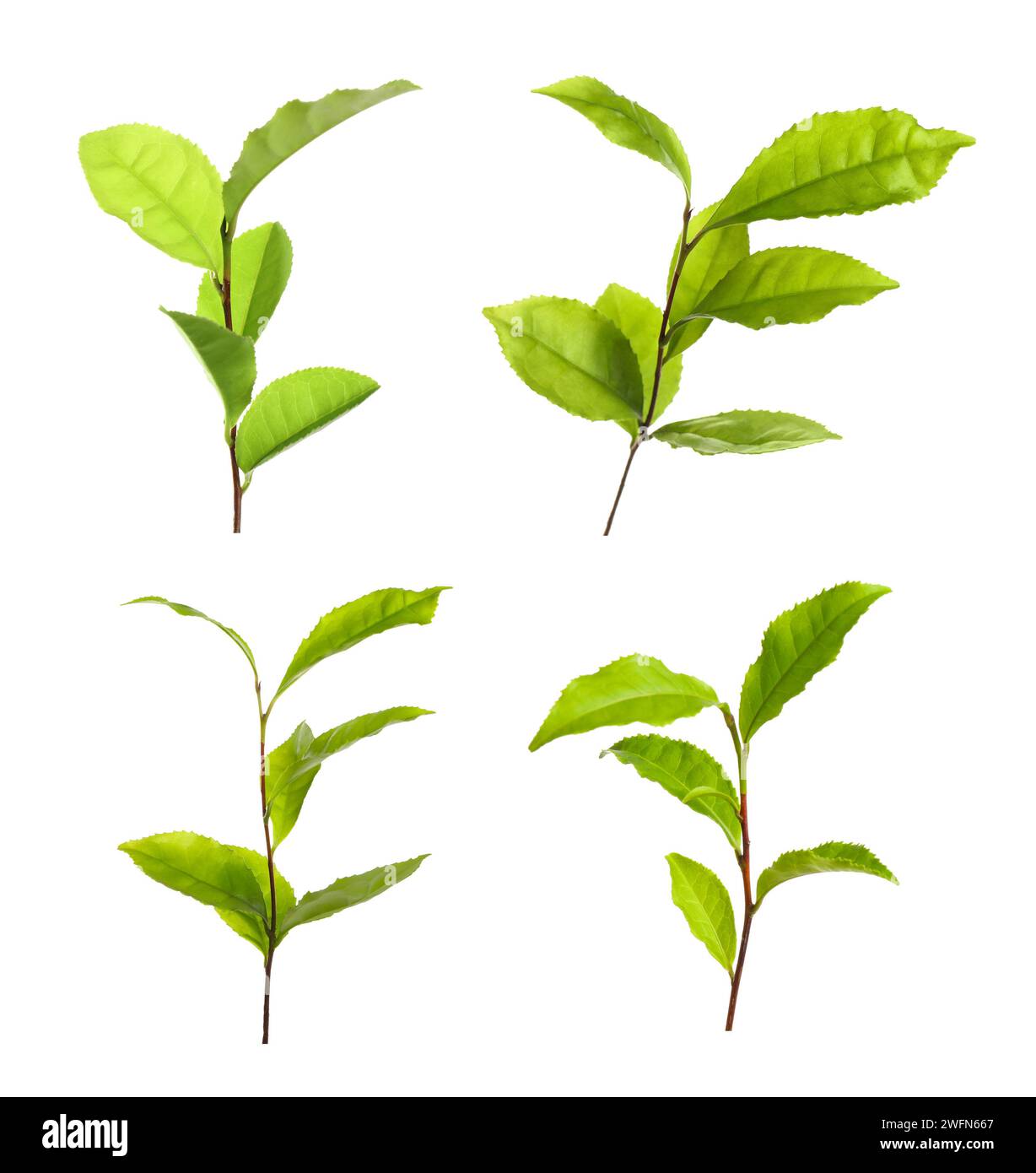 Fresh green tea leaves isolated on white, set Stock Photo - Alamy