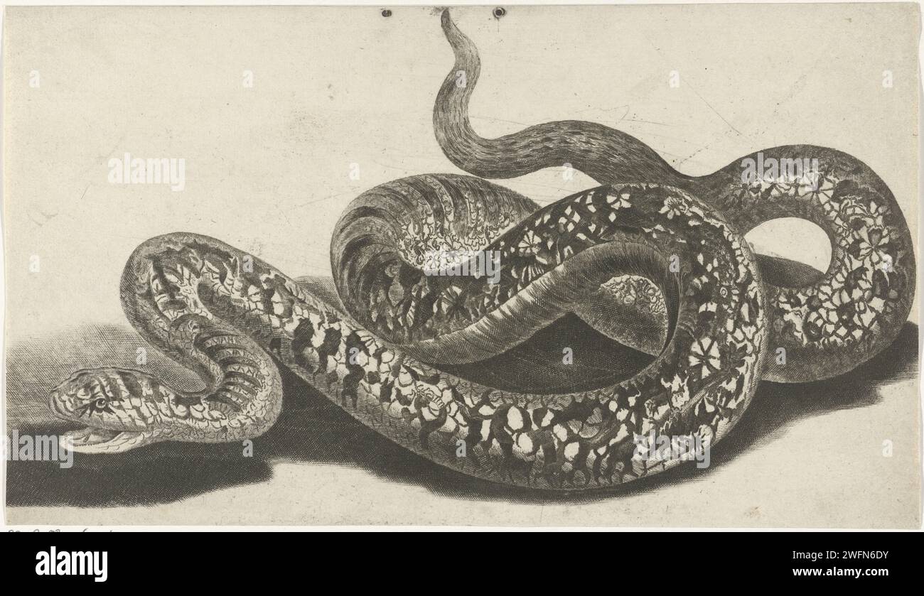 Snake, Johan Teyler (workshop of), 1685 - 1697 print Changed snake with ...