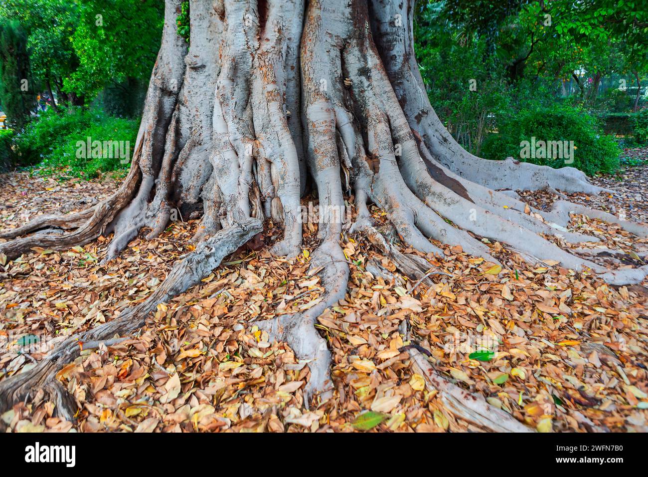 Big tree roots in the park with yellow leaves, nature background Stock ...