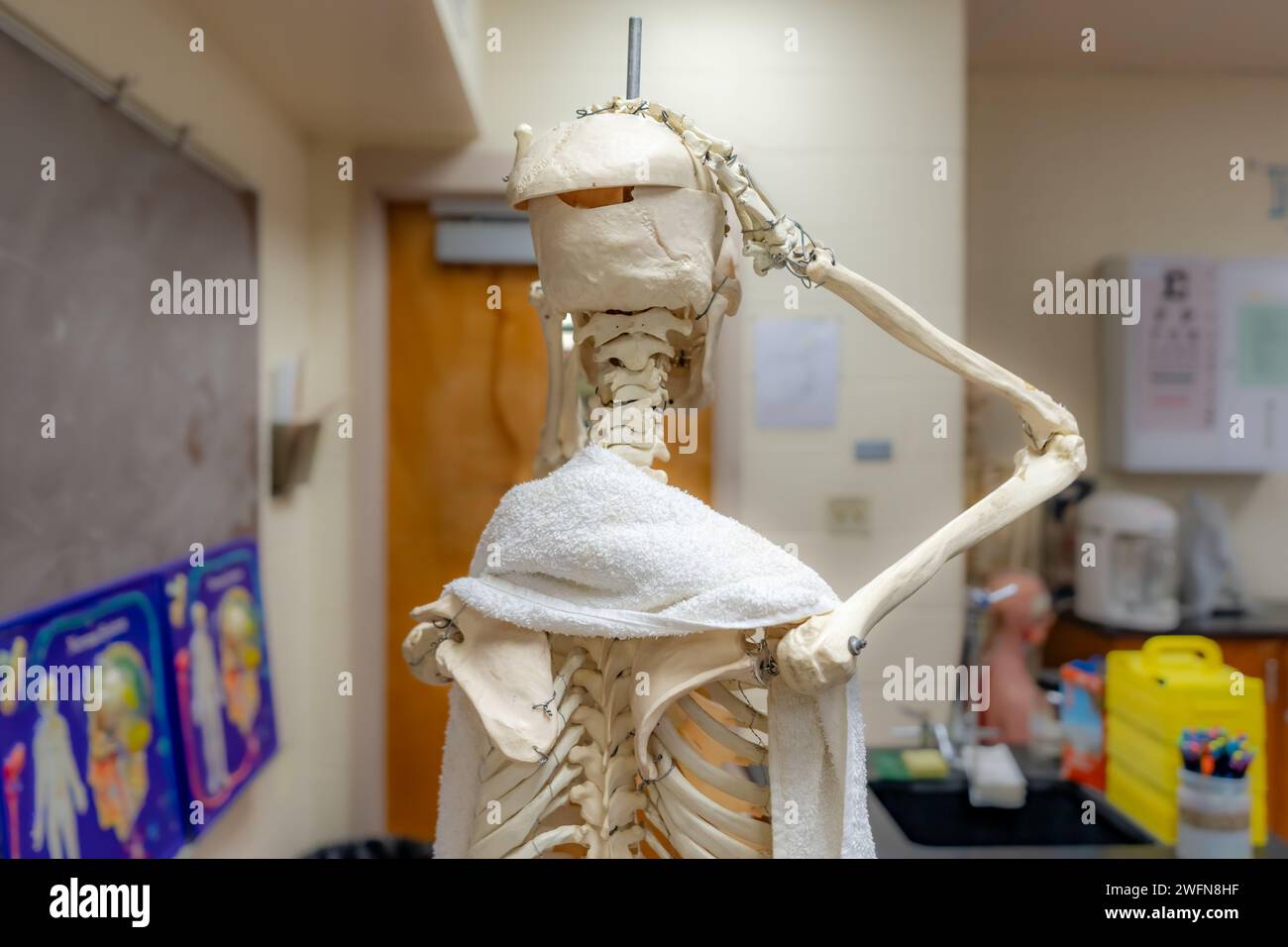 Skeleton with white towel over shoulders and showing emotion with both ...