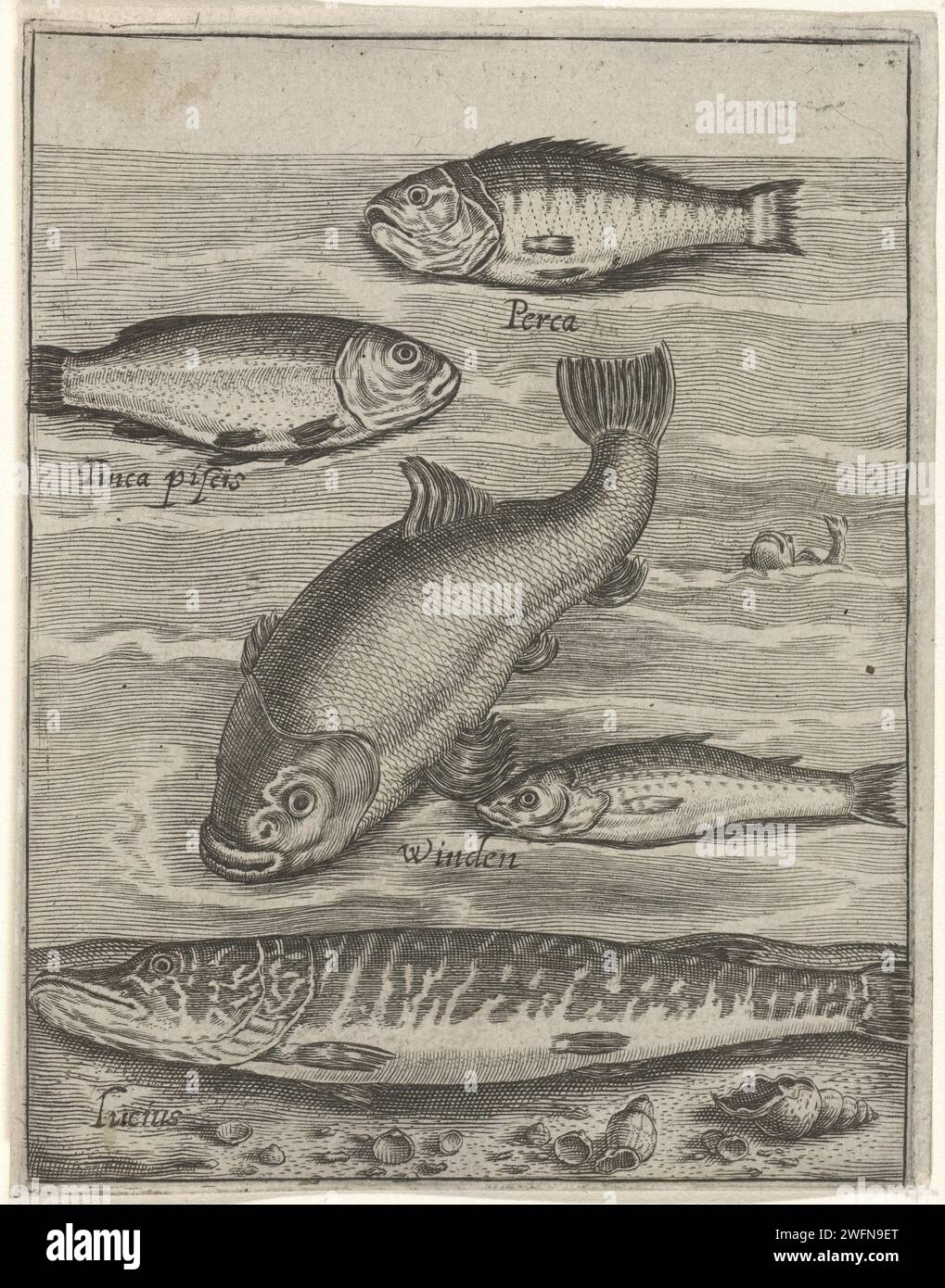 Study magazine with five fish, Crispijn van de Passe (I), 1574 - 1637 ...