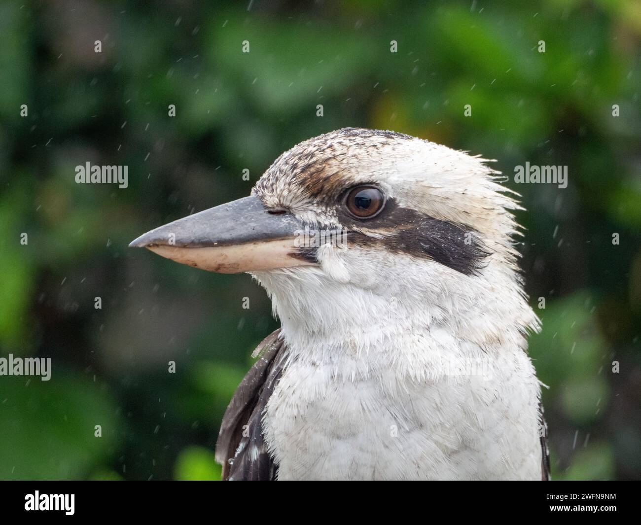 A Kookaburra, Australian native bird, getting wet in the rain falling ...