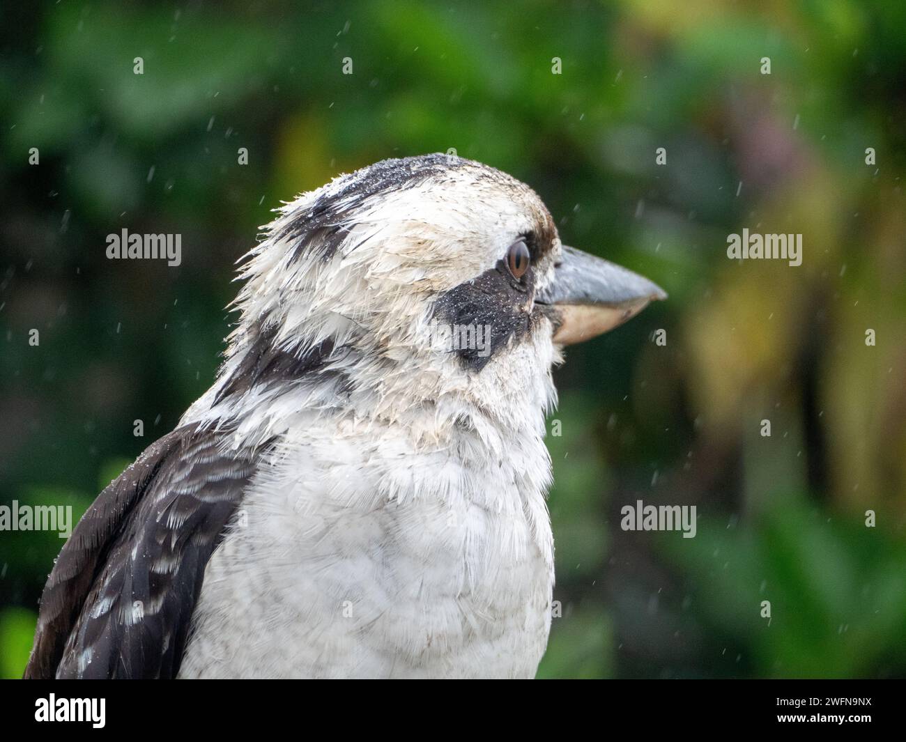 A Kookaburra, Australian native bird, getting wet in the rain falling ...